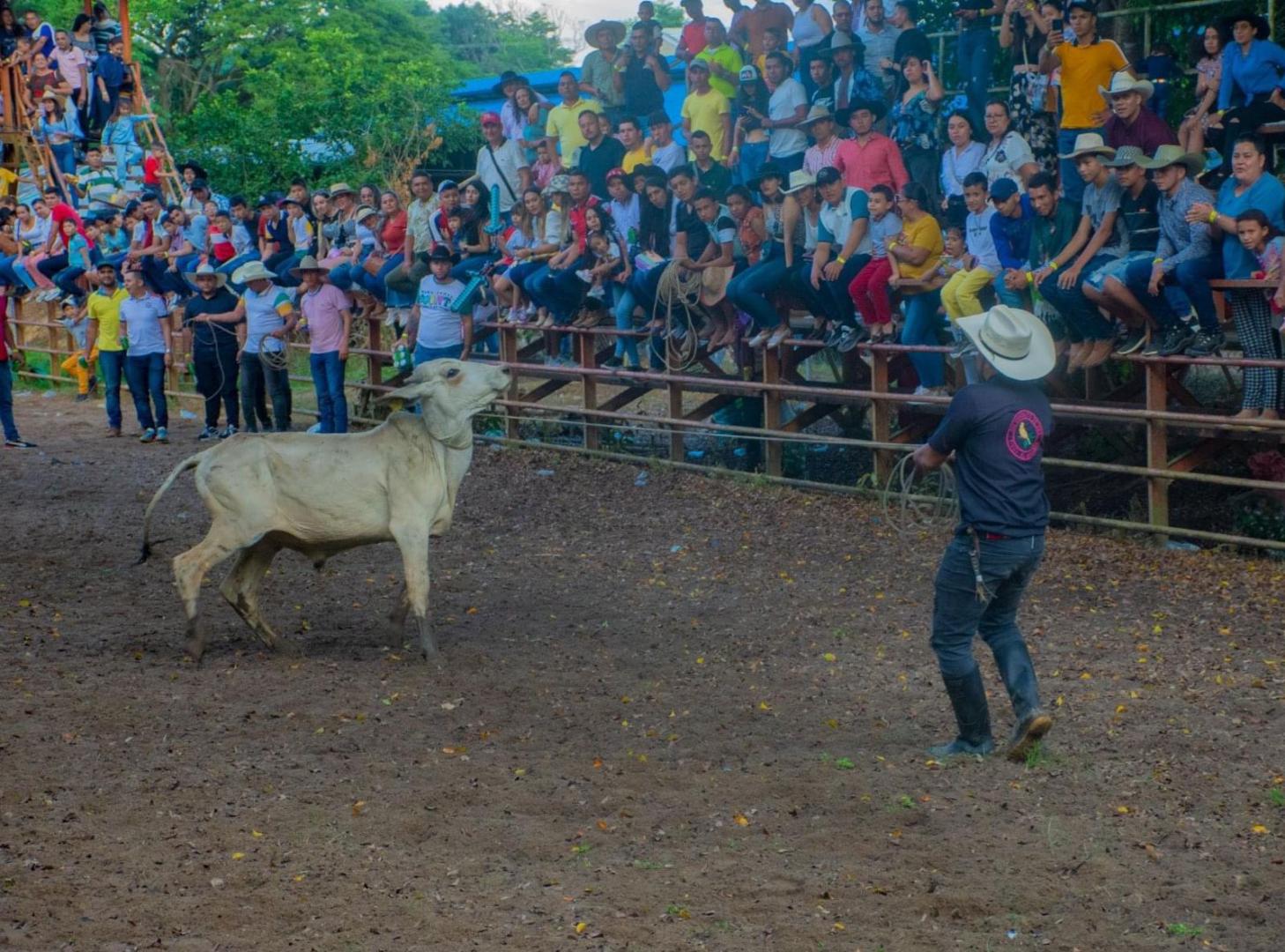 Lazo criollo: una tradición llanera